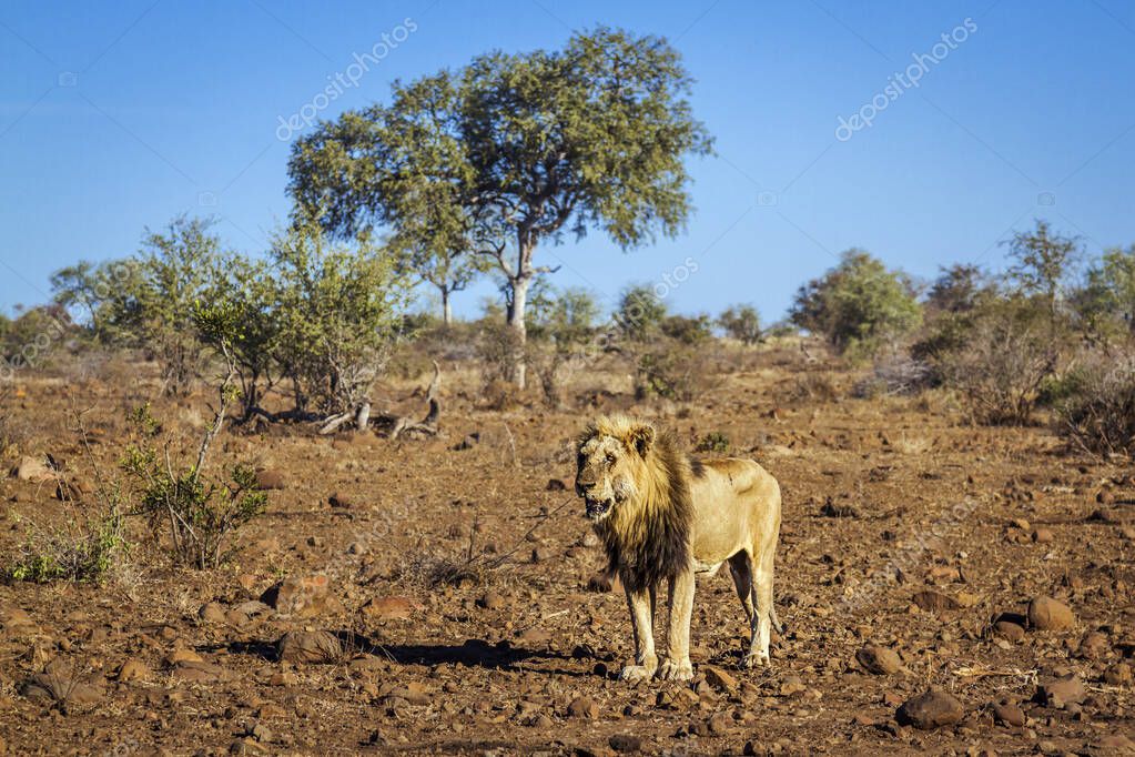 León africano macho parado en la sabana de sequía en el Parque Nacional ...