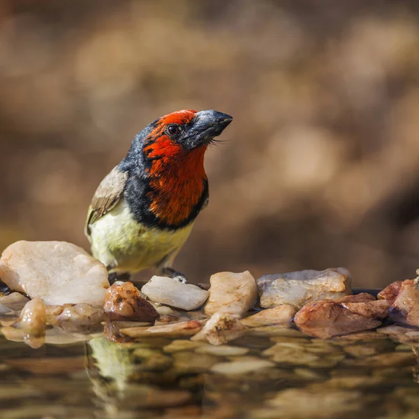 Barbet de cuello negro de pie en el abrevadero en el Parque Nacional ...