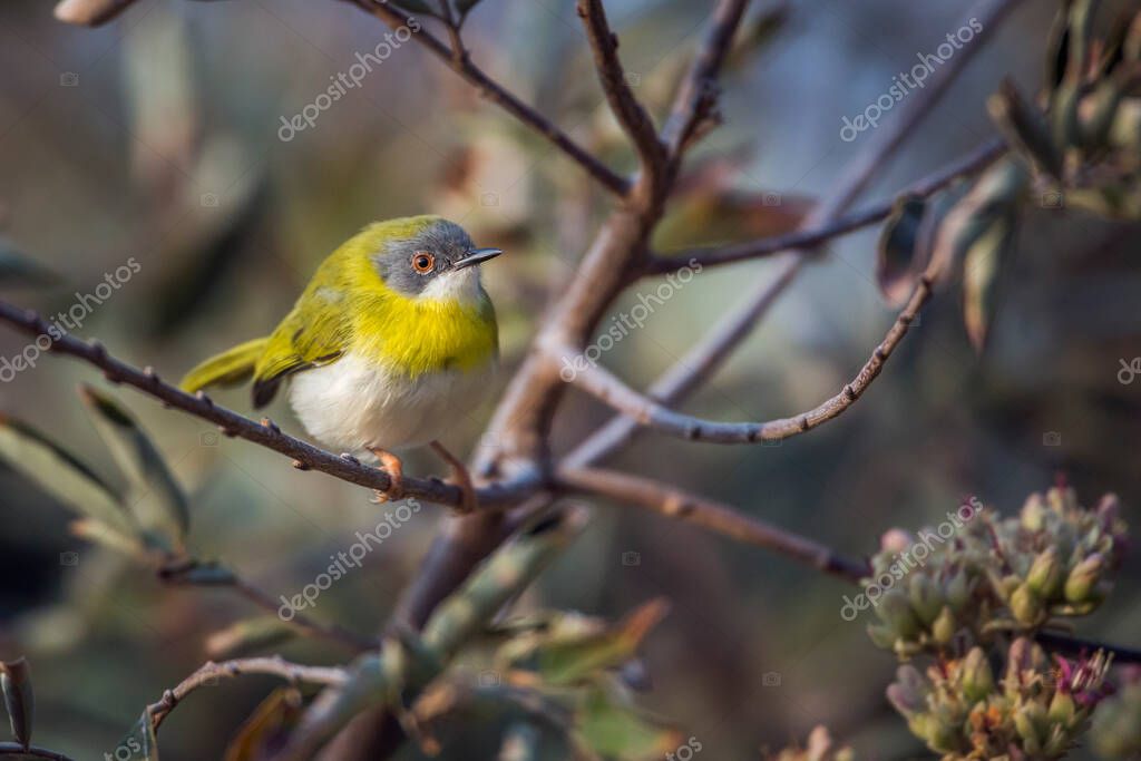 Apalis de pecho amarillo de pie en arbusto en el Parque Nacional Kruger ...