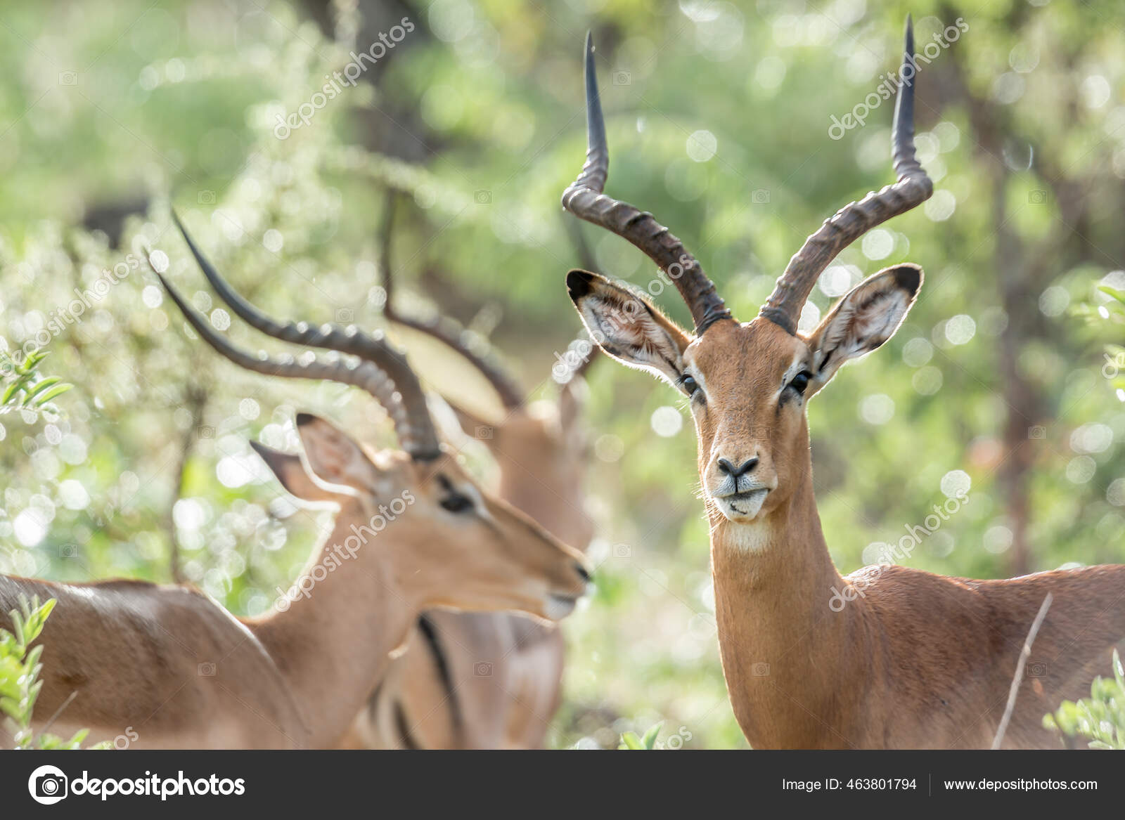 Common Impala Horned Male Backlit Natural Background Kruger National ...