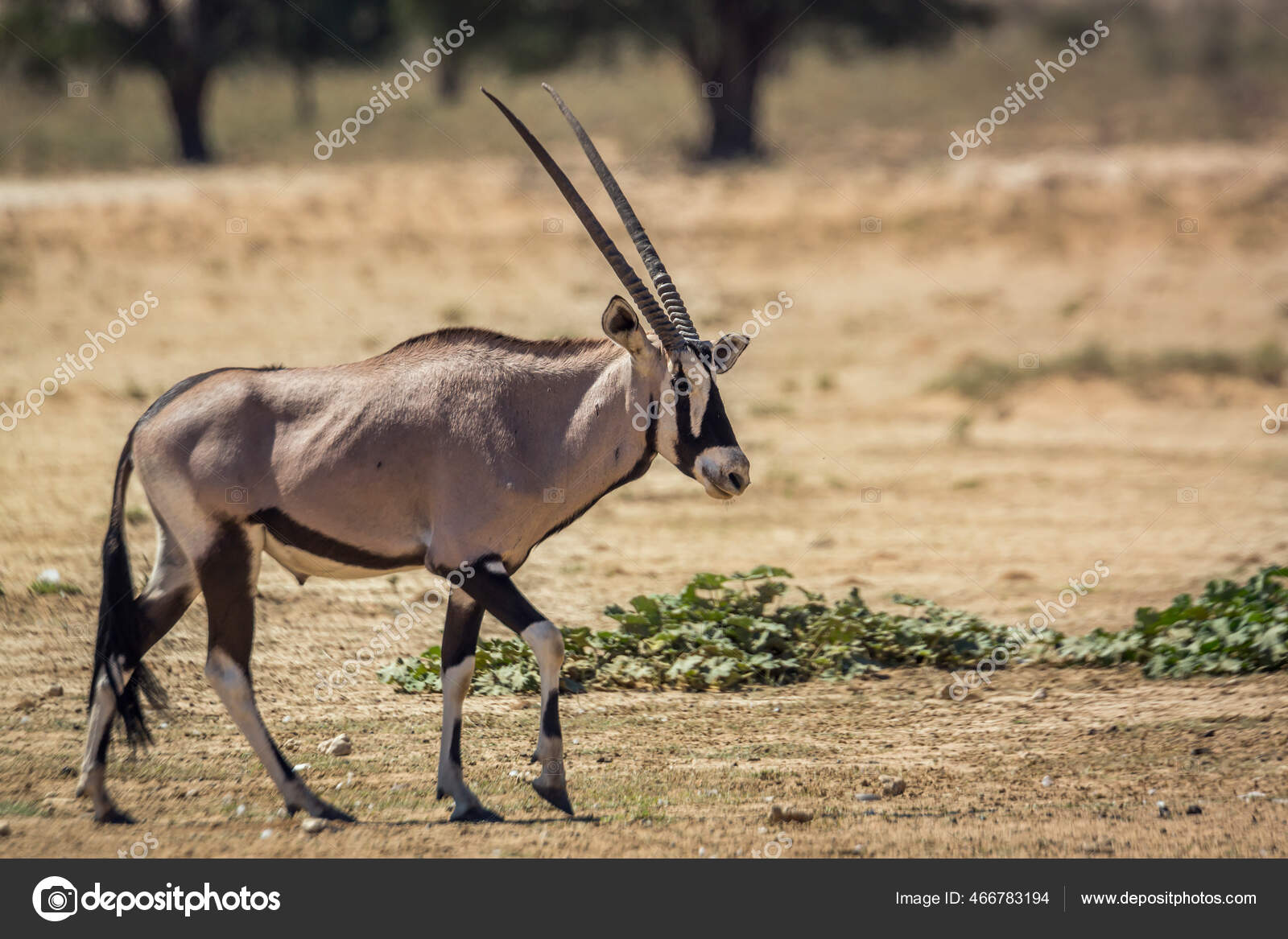 South African Oryx Walking Side View Dry Land Kgalagadi Transfrontier ...