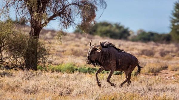 Gnu walking Stock Photos, Royalty Free Gnu walking Images | Depositphotos