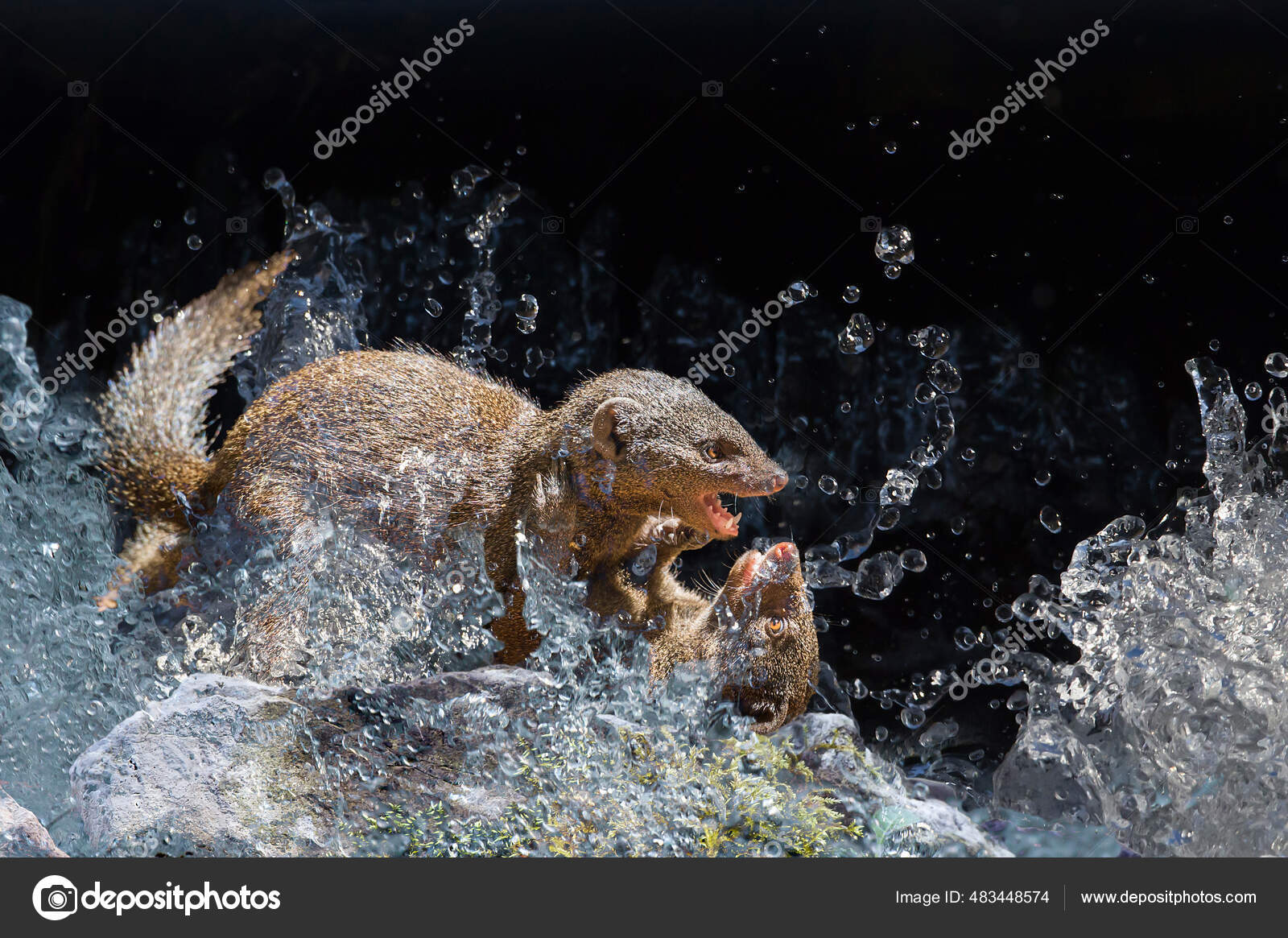 Two Common Dwarf Mongoose Fighting Kruger National Park South Africa ...