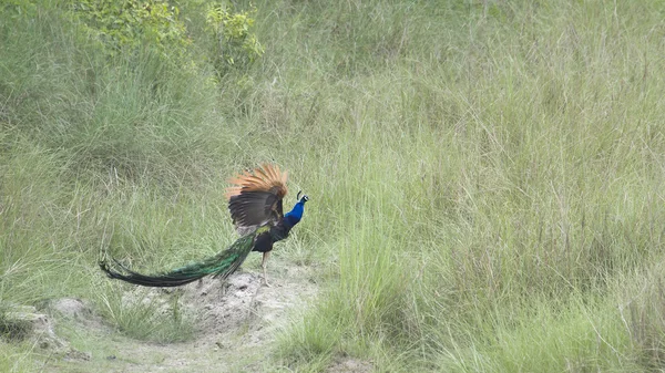 Wild peacock Stock Photos, Royalty Free Wild peacock Images | Depositphotos