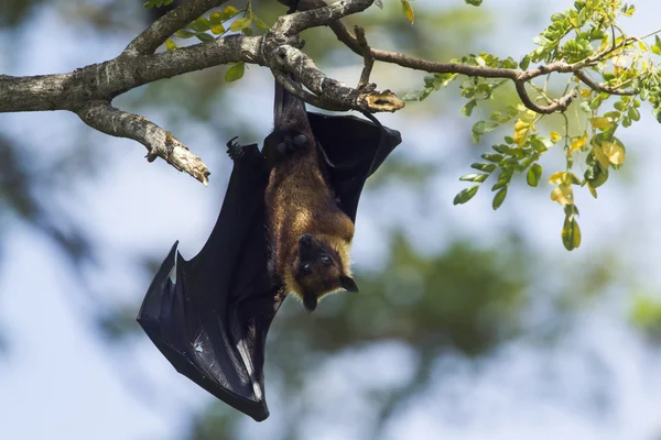 Flying fox india Stock Photos, Royalty Free Flying fox india Images ...