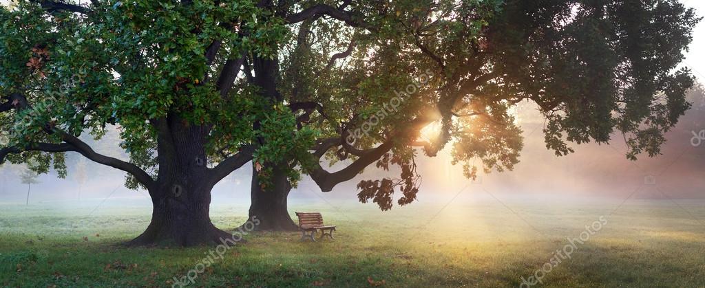 Old oak trees at misty autumn Stock Photo by ©HonzaHruby 64818511