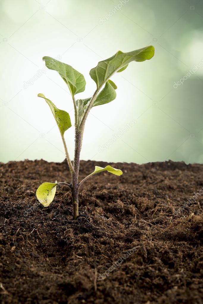 Single eggplant seedling Stock Photo by ©BigDreamStudio 76548427