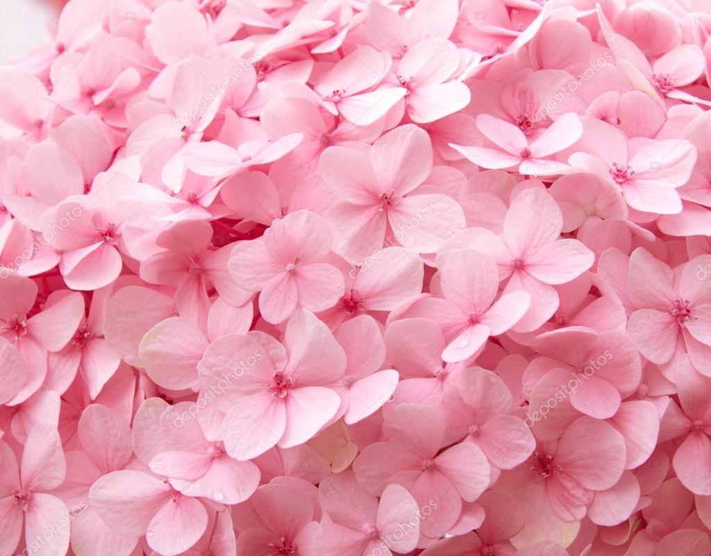 Pink Hydrangea花背景 — 图库照片©dolphfynlow＃102273166