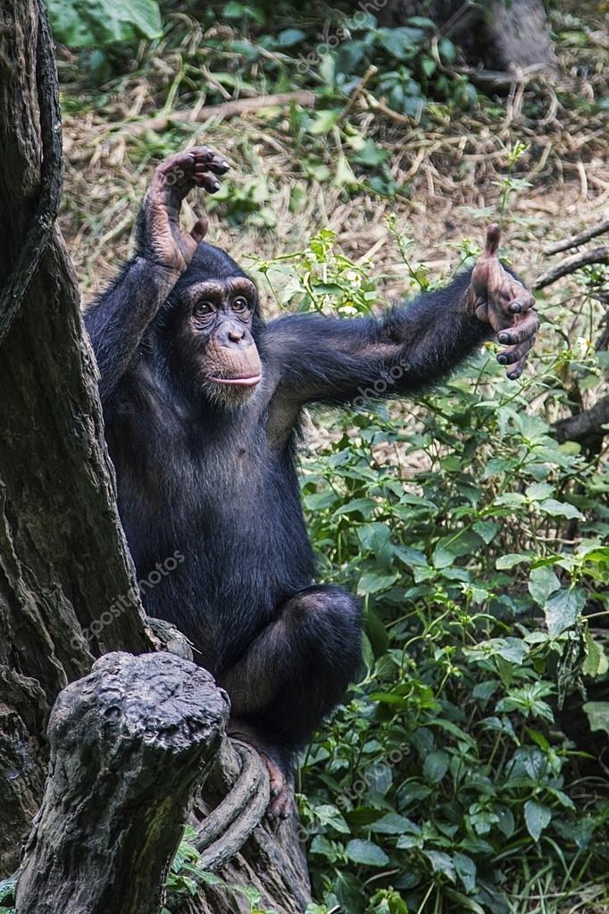 Applause with sarcasm — Stock Photo © vitdance #96145362