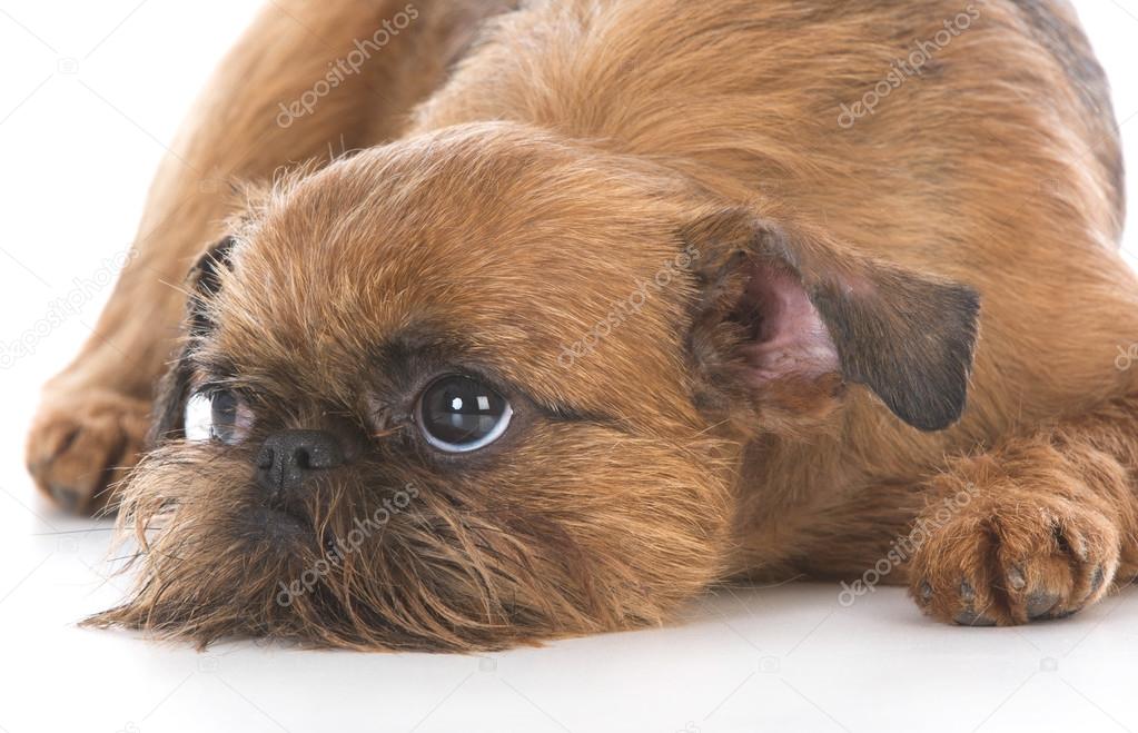 White Griffon Puppies