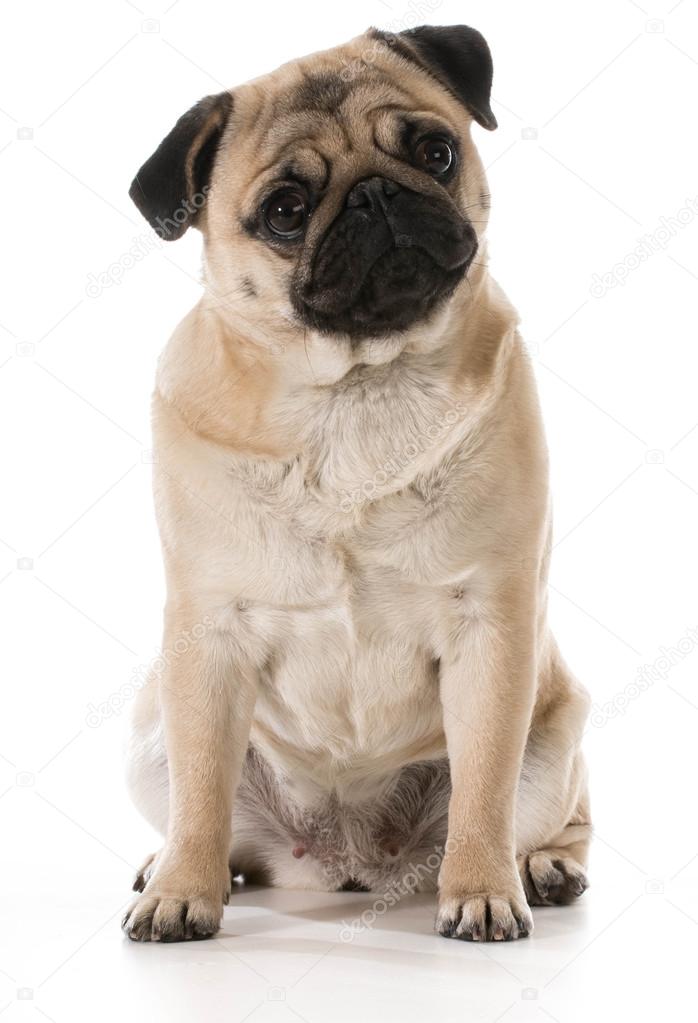 Pug sitting — Stock Photo © willeecole #52570967