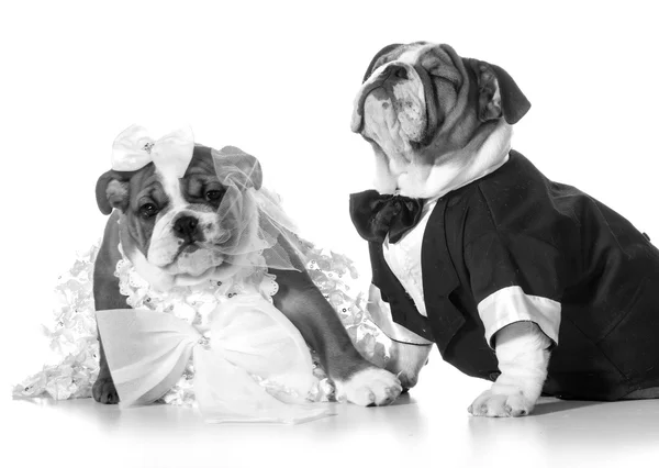 Dog bride Stock Photos, Royalty Free Dog bride Images | Depositphotos