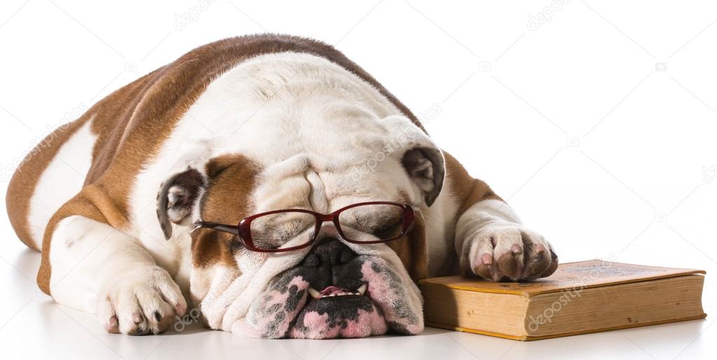 Are Bulldogs Smart Dogs