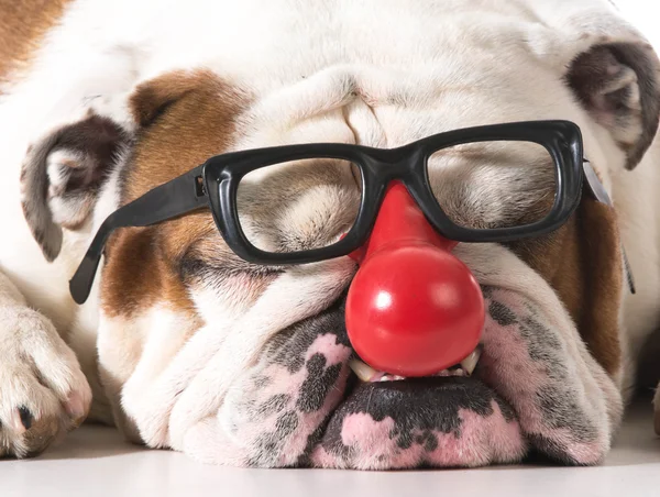 Silly dog Stock Photos, Royalty Free Silly dog Images | Depositphotos