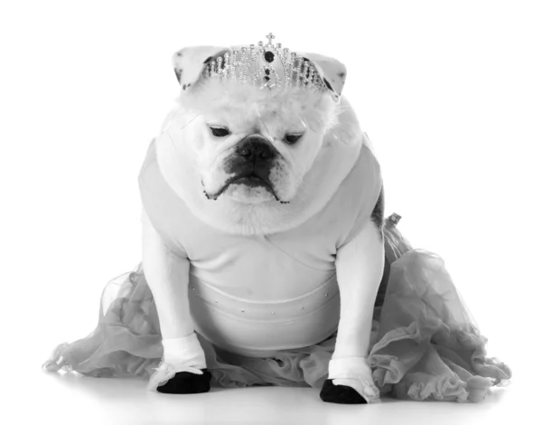 ᐈ Dancing dog stock pictures, Royalty Free dancing dog photos ...