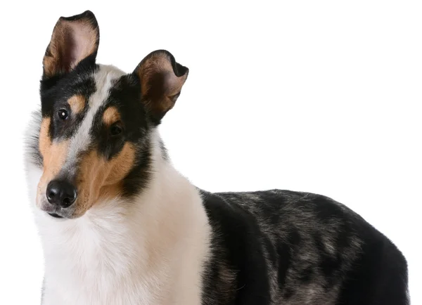 Smooth collie Stock Photos, Royalty Free Smooth collie Images ...