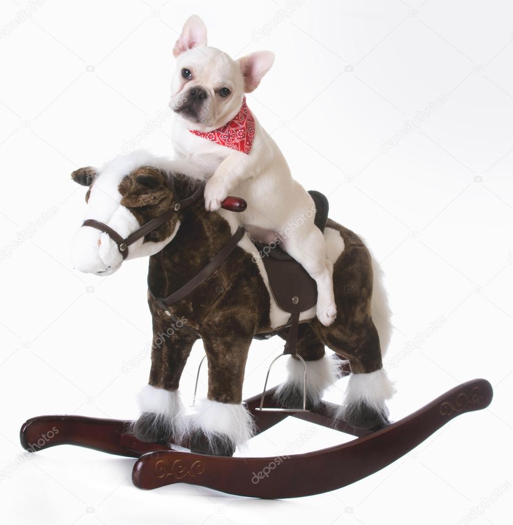 Dog riding a horse Stock Photo by ©willeecole 65833155