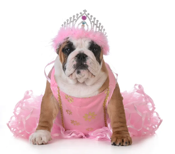 Spoiled dog Stock Photos, Royalty Free Spoiled dog Images | Depositphotos