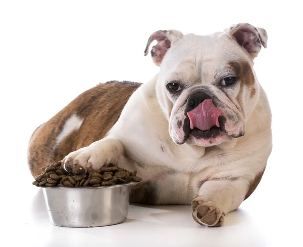 Bulldog eating Stock Photos, Royalty Free Bulldog eating Images ...