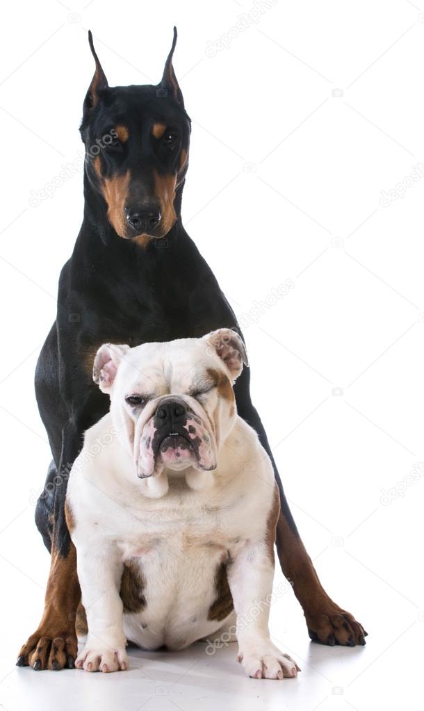 Two dogs Stock Photo by ©willeecole 72280671