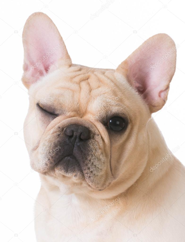 Dog winking Stock Photo by ©willeecole 75217433