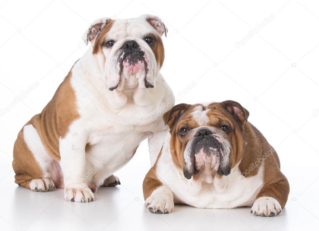 Two dogs sitting together Stock Photo by ©willeecole 94707924