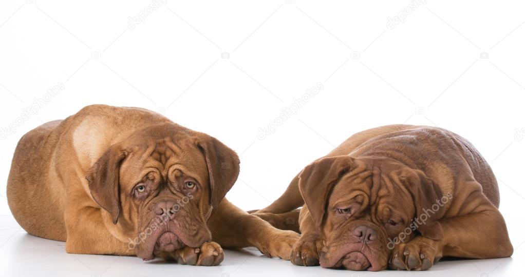 Two sad dogs — Stock Photo © willeecole #94708282