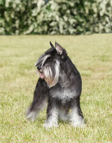 Purebred dog Miniature schnauzer on green grass - Stock Image - Everypixel