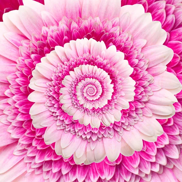 Infinity flower Stock Photos, Royalty Free Infinity flower Images ...