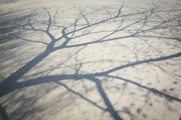 The shadow of the trees - Stock Image - Everypixel