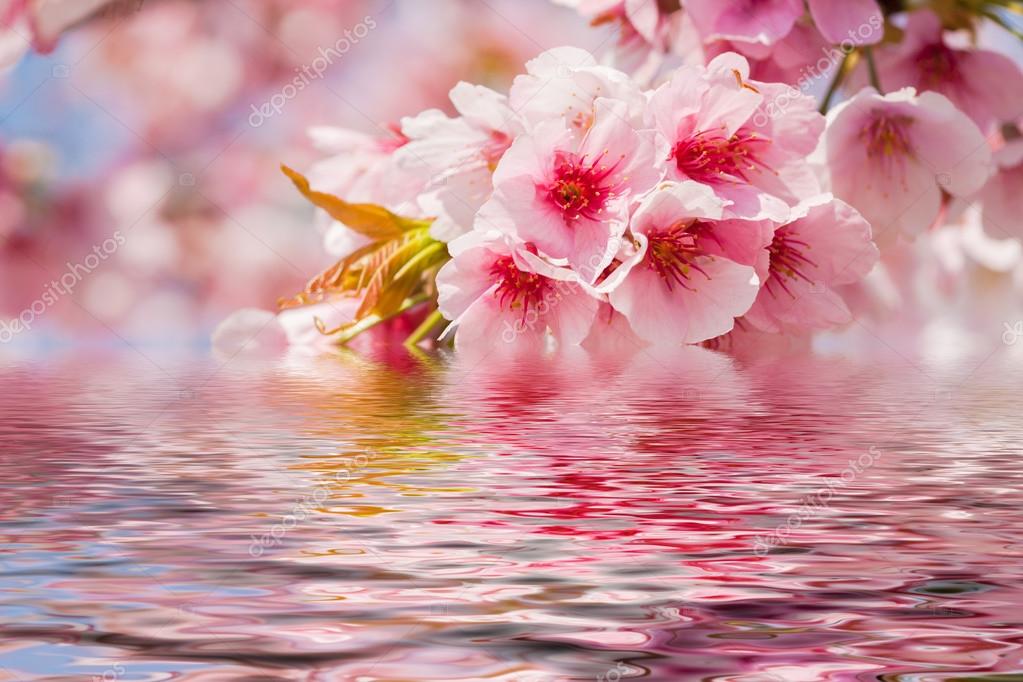 Beautiful cherry blossoms in spring — Stock Photo © wangsong #93478280