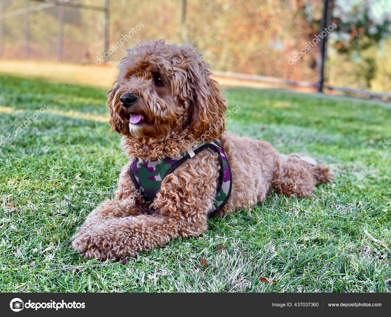 Are Cavapoo Puppies Lazy