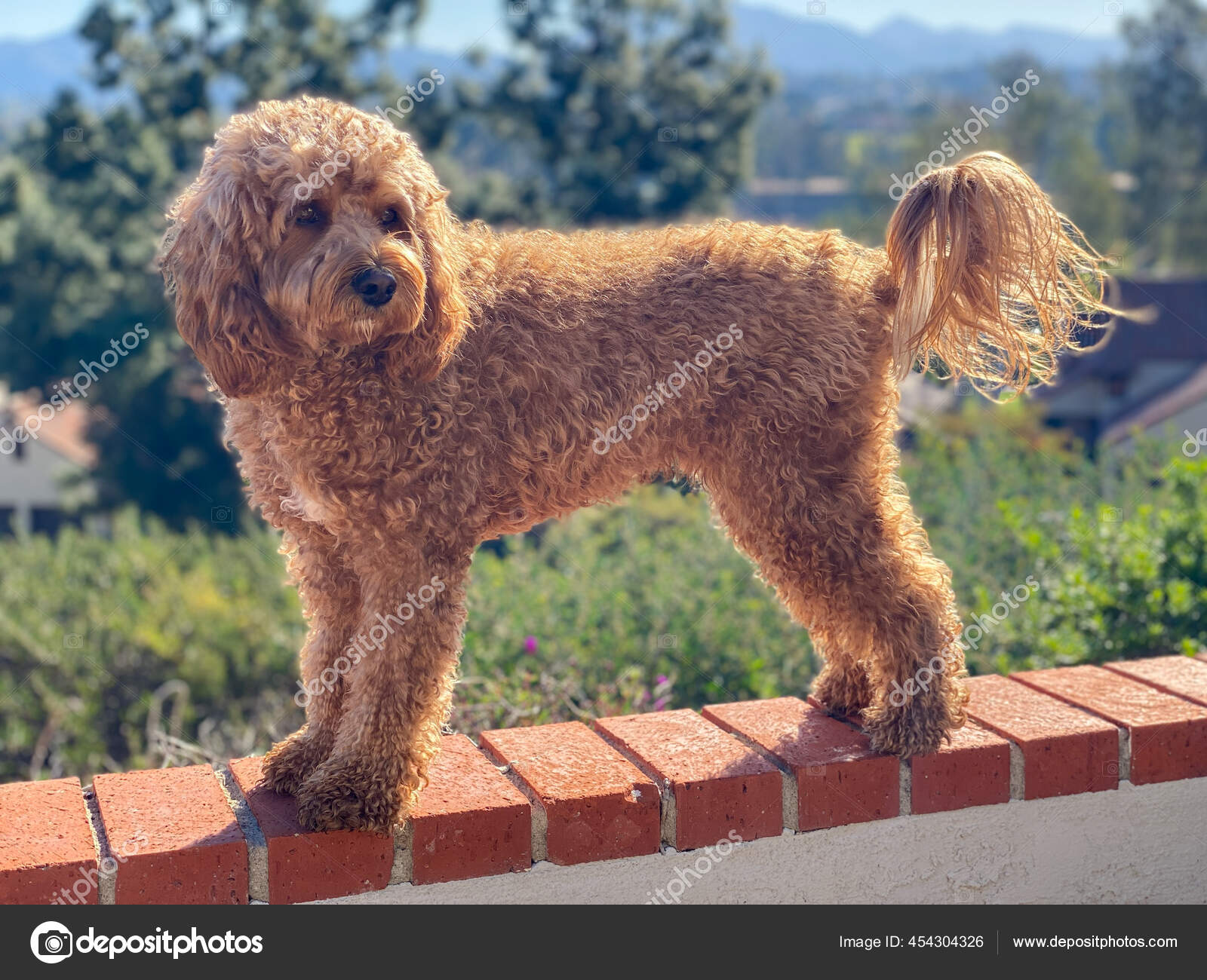 Cavalier Poedel Cavapoo: Prijs, Karakter, Gezondheid, Voeding En Meer