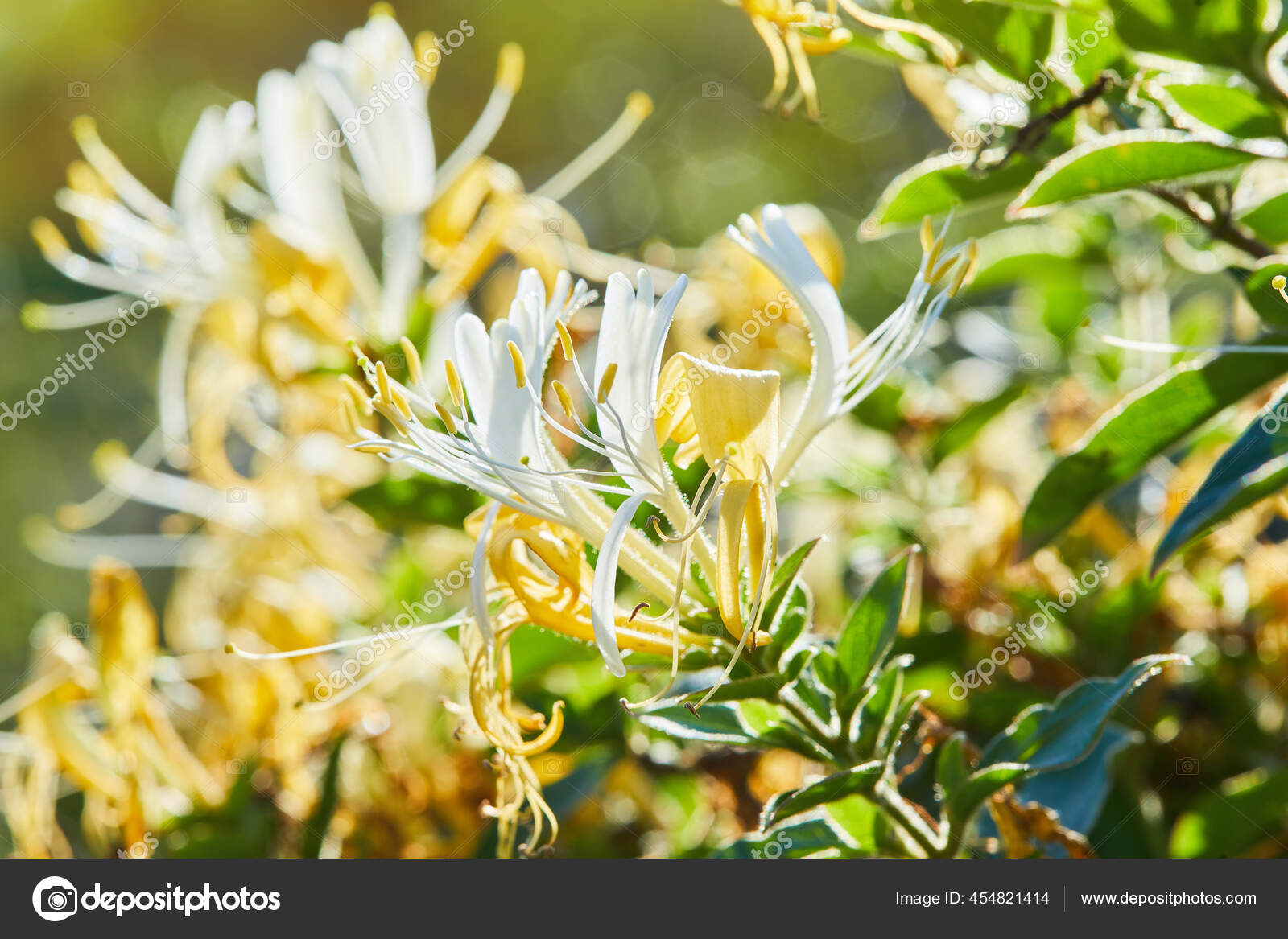 Yellow Honeysuckle Flower