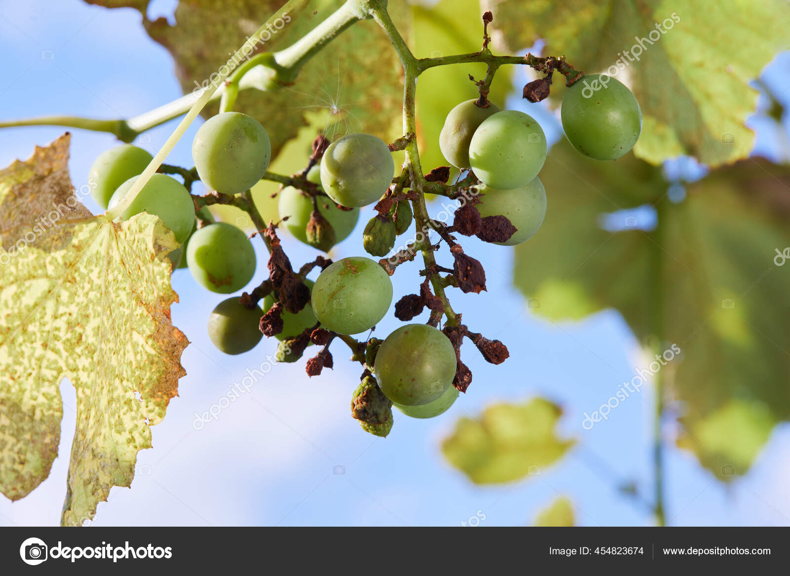 Grape Disease Peronospora Plasmopara Viticola Also Known Grape Downy ...
