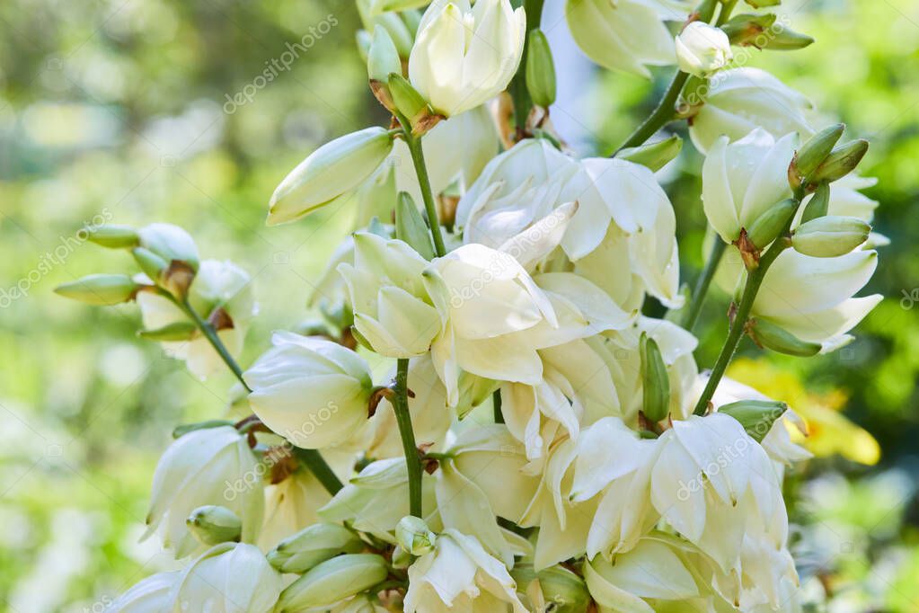 Flores de arbusto de Yucca filamentosa blanca, otros nombres incluyen ...