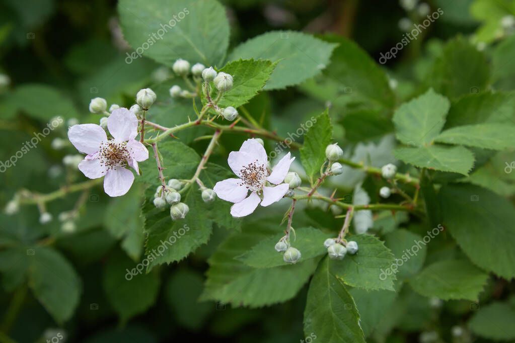 Flor de mora y brotes floreciendo. Flores de mora (Rubus sectio Rubus ...