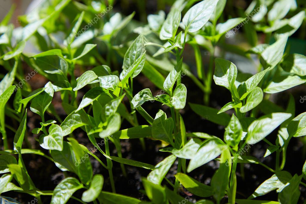 Plántulas de pimientos. Jóvenes plantas verdes Pimientos con hojas ...