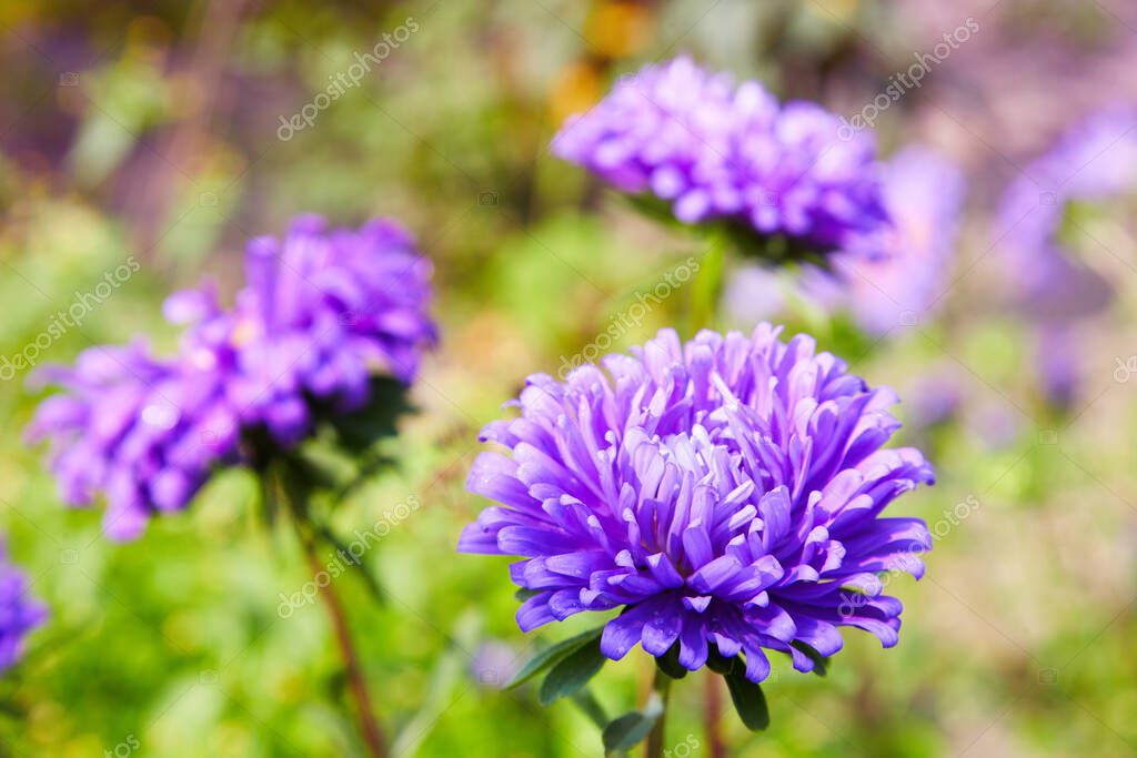 Manzanilla europea Michaelmas (Aster amellus). Aster. Primer plano de ...