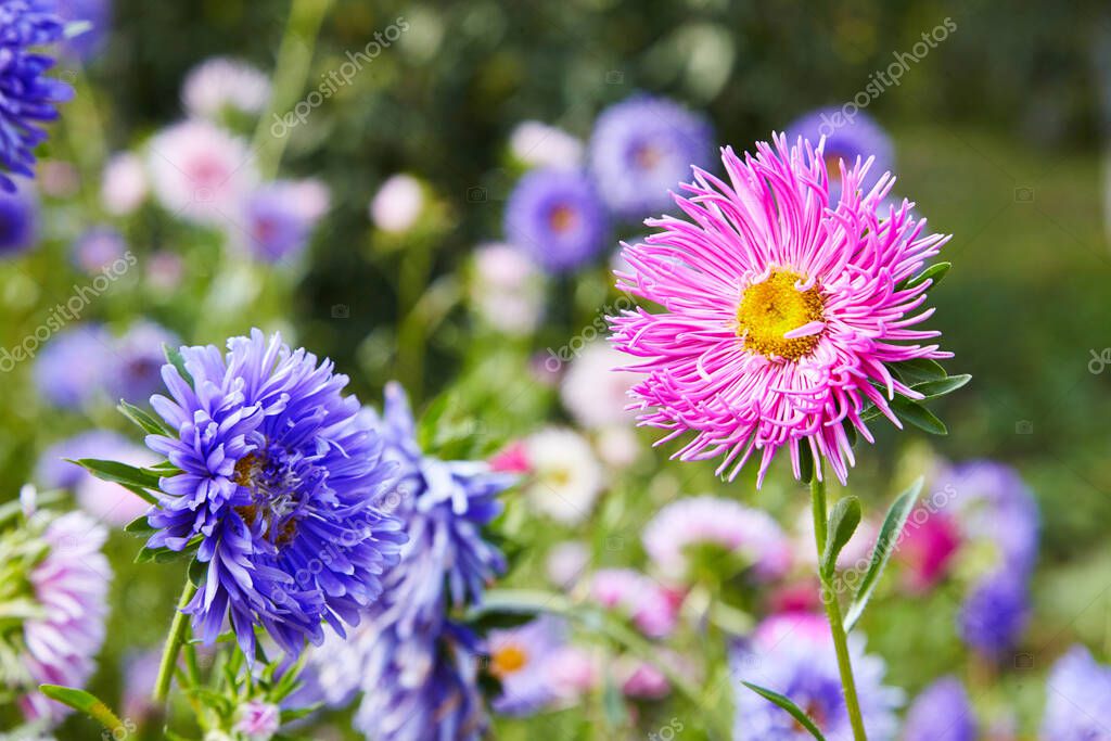 Manzanilla europea Michaelmas (Aster amellus). Aster. Primer plano de ...