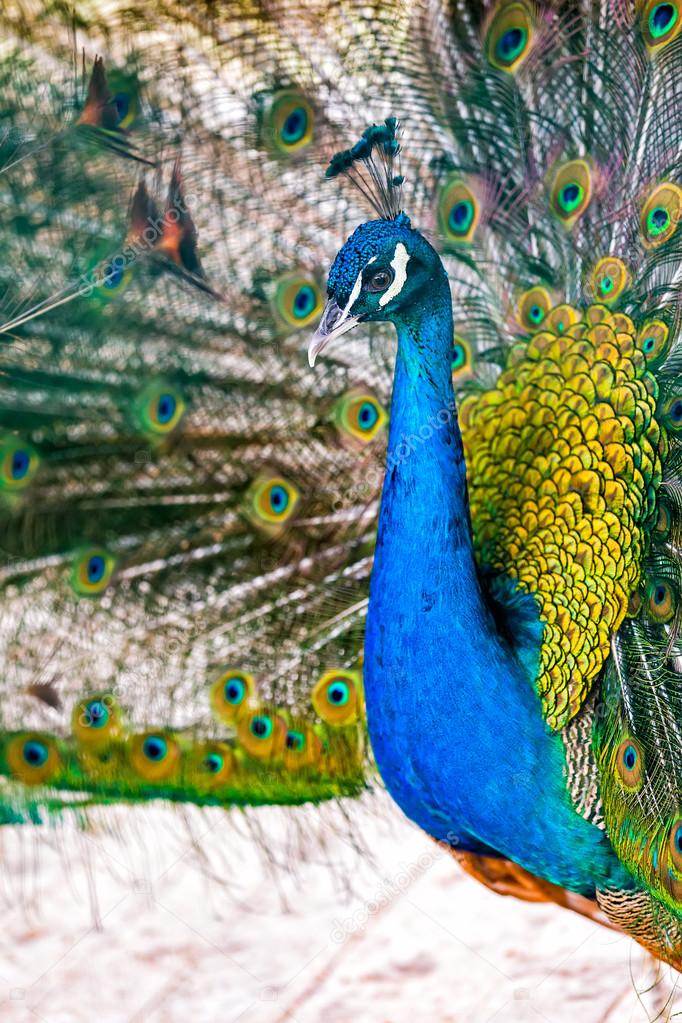 Beautiful Bird Feathers Stock Photo by ©Lighthunter 108563280