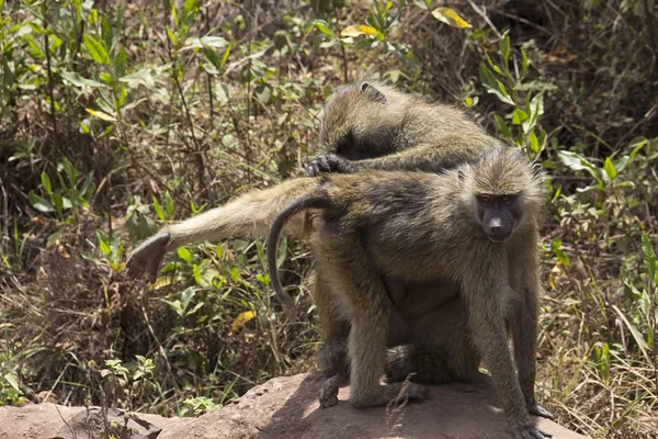 猿の交尾 — ストック写真 © panxunbin #17627319