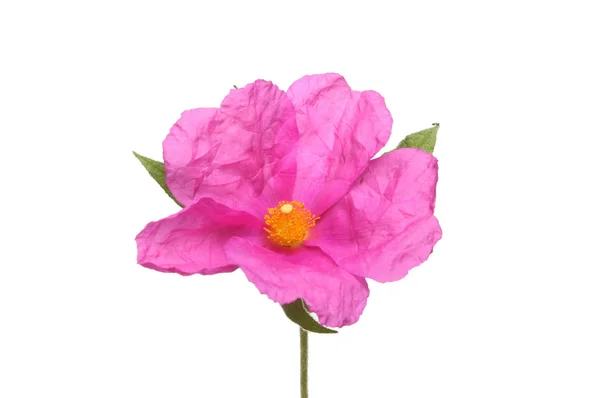 Cistus Stock Photos, Royalty Free Cistus Images | Depositphotos