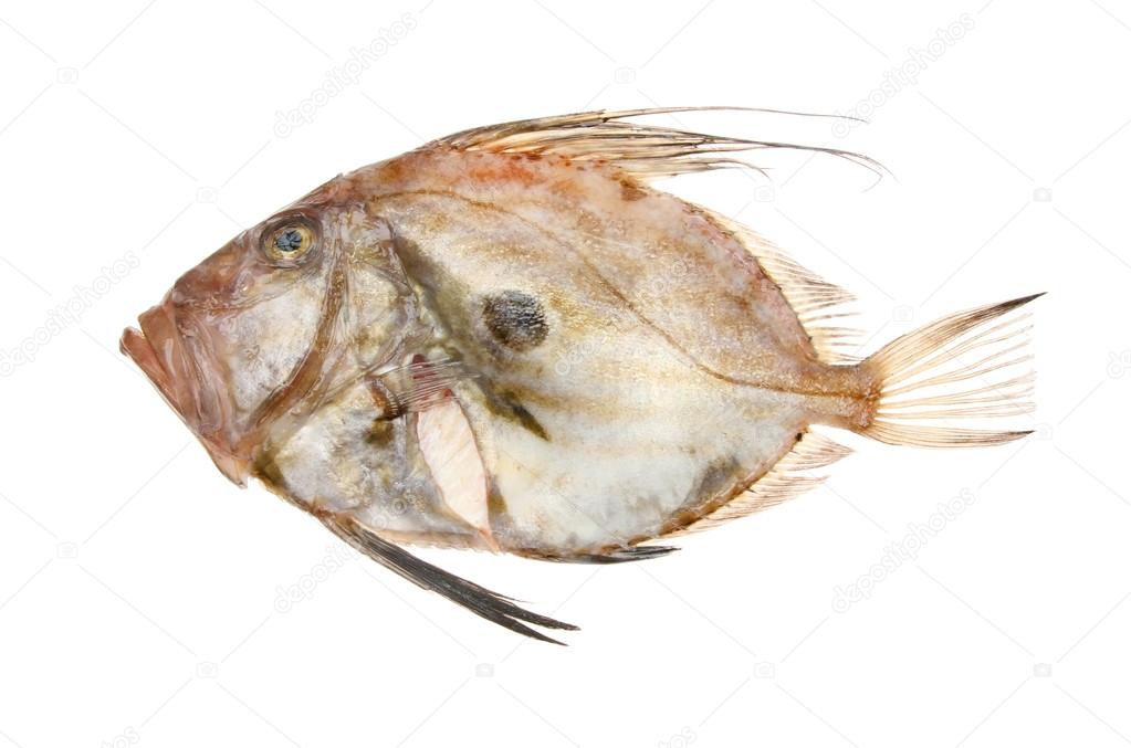 John dory fish Stock Photo by ©griffin024 85835260