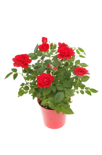 Rose Flower growing in the Pot. Gardening Stock Photo by ©Subbotina ...