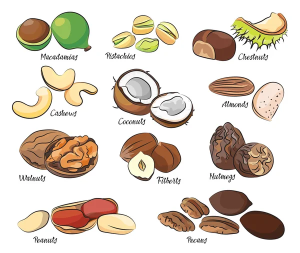 Collection of different nuts pattern — Stock Vector © Netkoff #109691880