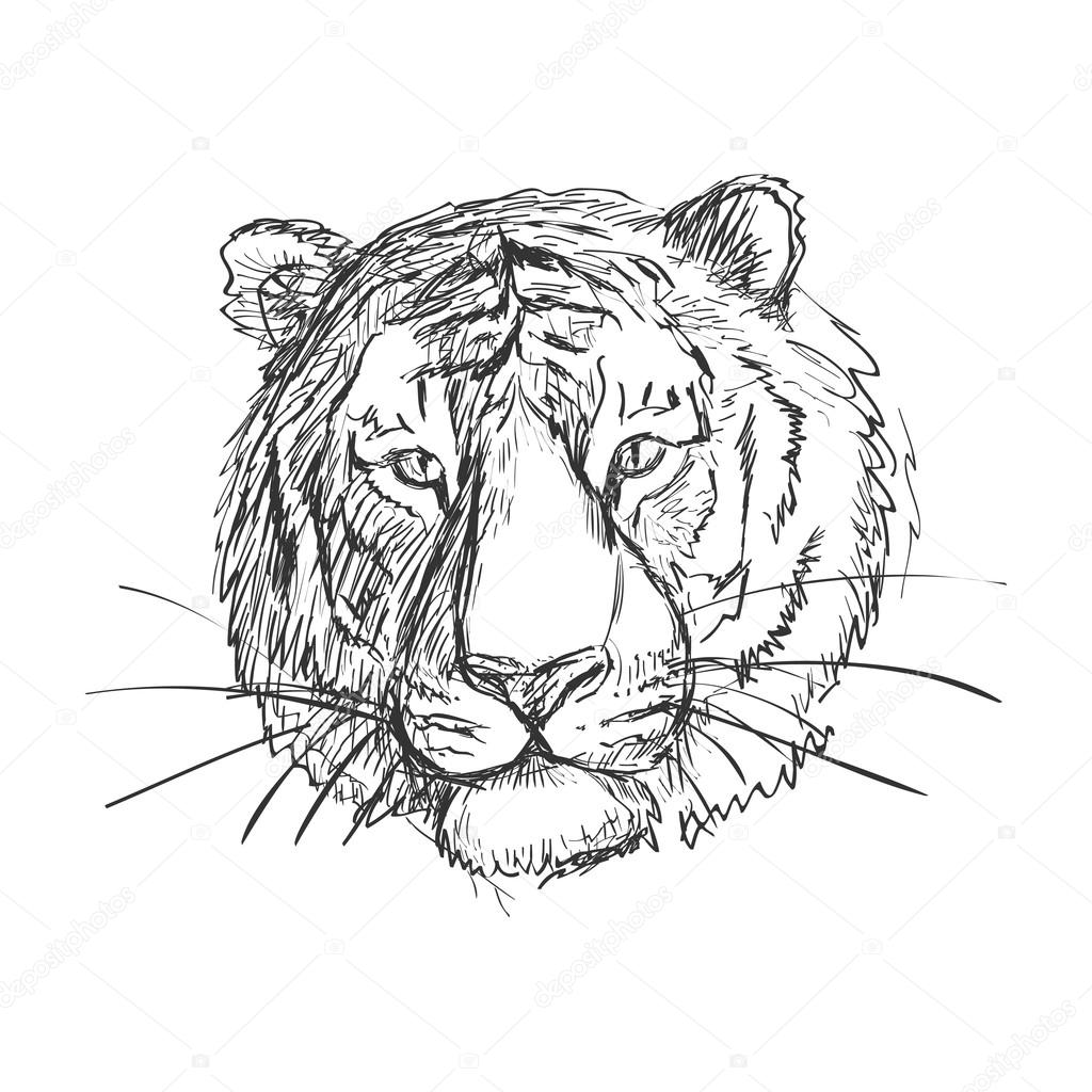 Sketchy doodle tiger Stock Vector Image by ©Netkoff #87910286