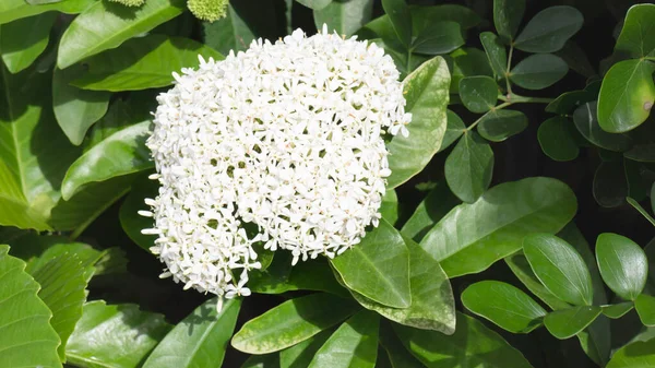 Fotos de White spath bloom, Imagens de White spath bloom sem royalties ...