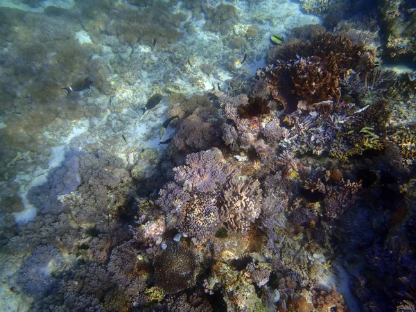 Shallow marine environment Stock Photos, Royalty Free Shallow marine ...