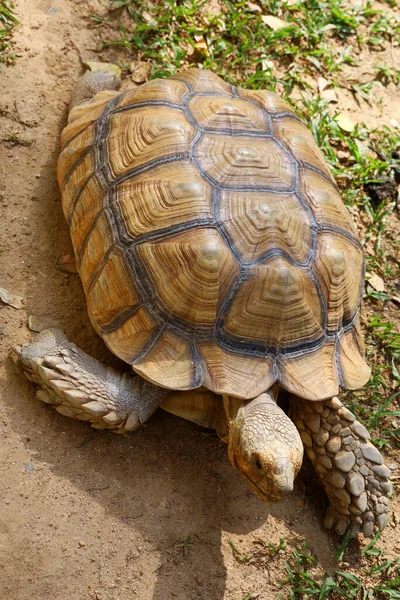 Tortue mauresque Stock Photos, Royalty Free Tortue mauresque Images ...